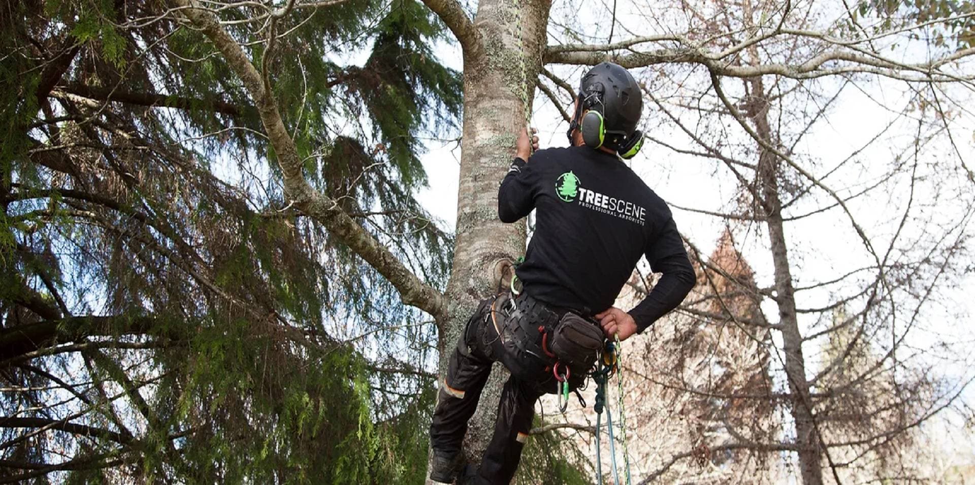 About Us - Tree Scene Tauranga | Tree Scene Tauranga