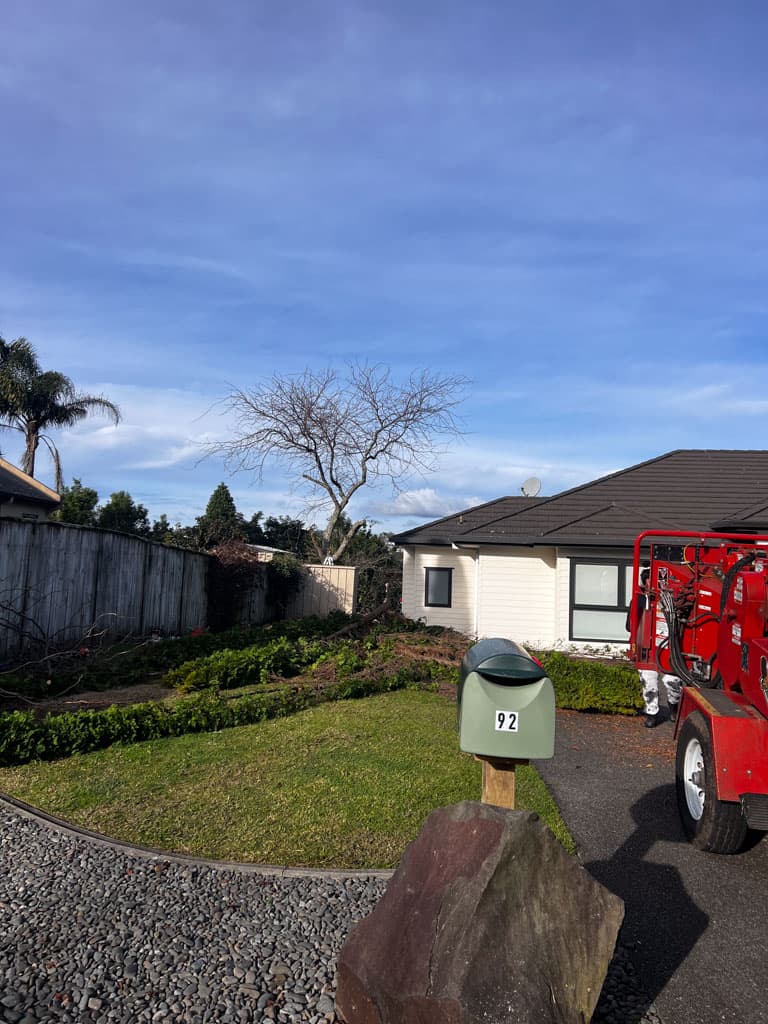 Powerline Clearing - Tree Scene